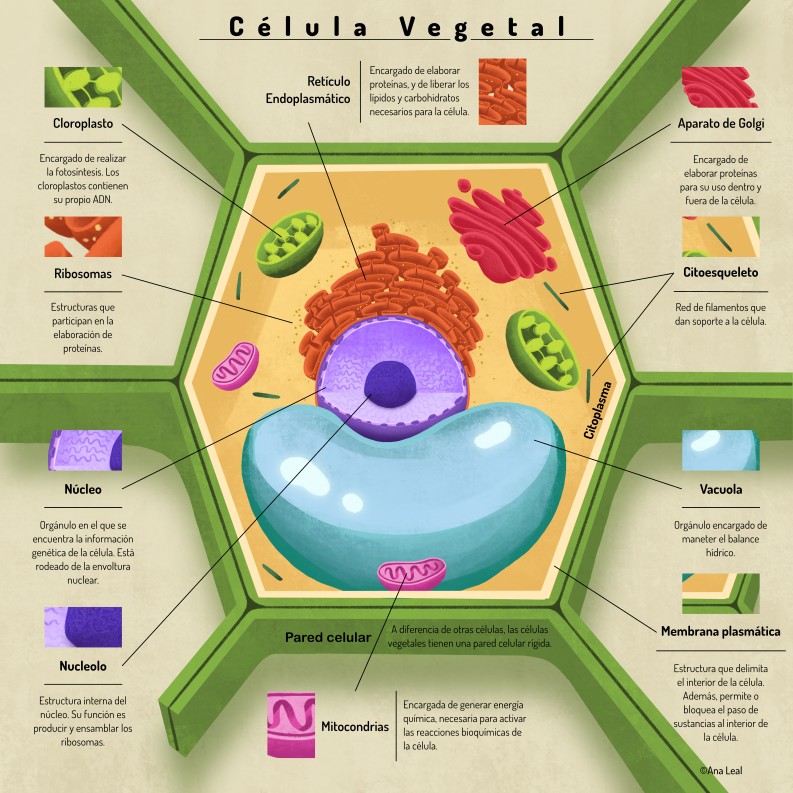 Editorial – Ana Leal Portfolio